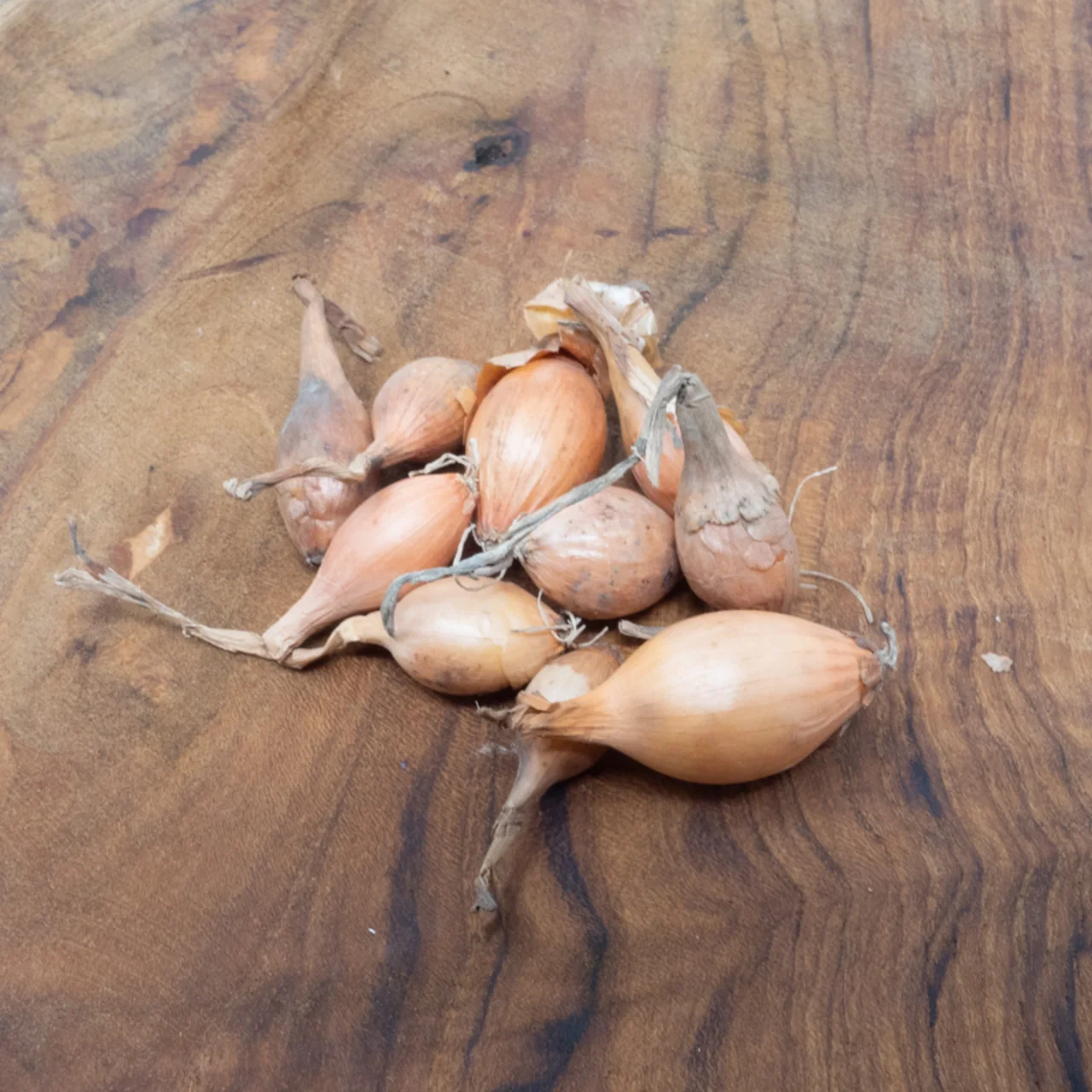 Heirloom Onion bulbs "Setton" AB - 250 g Onion bulbs Organic Seeds ...
