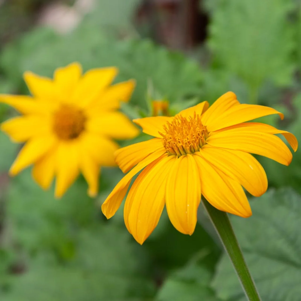 Mexican sunflower - Yellow Torch | Association Kokopelli
