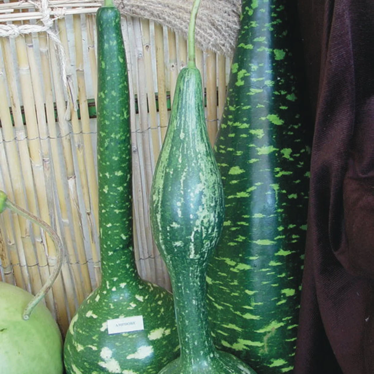 Heirloom Amphora Gourds Organic Seeds | Association Kokopelli