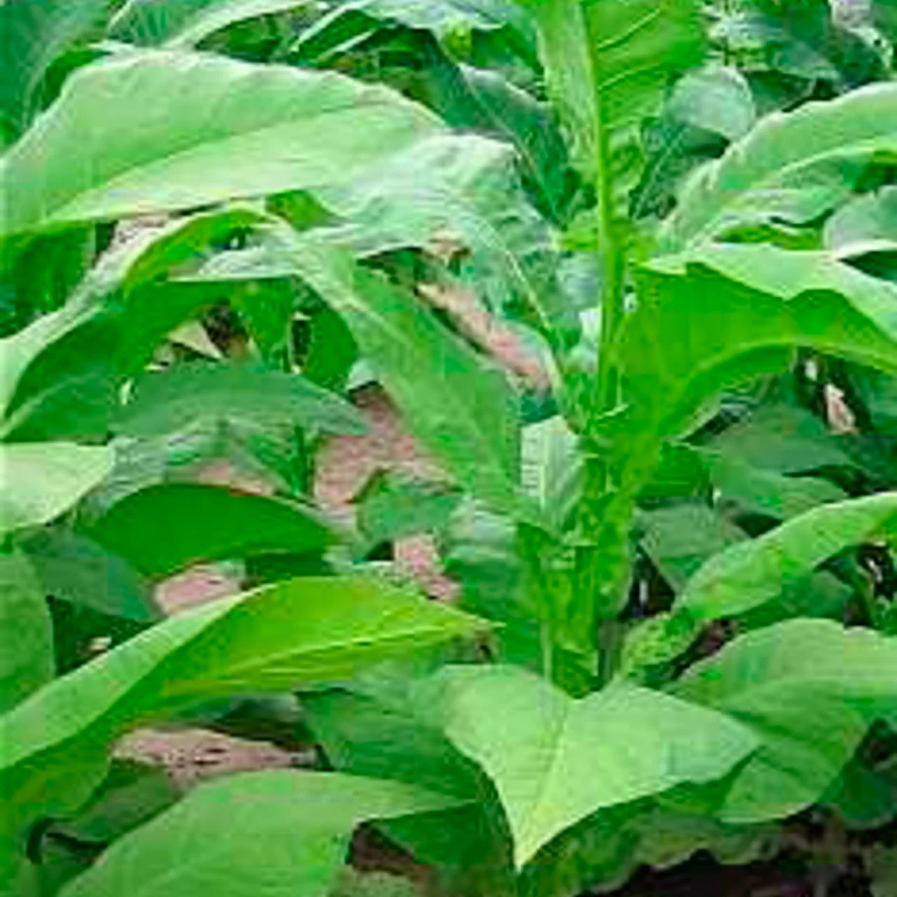 Tobacco - Madole | Association Kokopelli