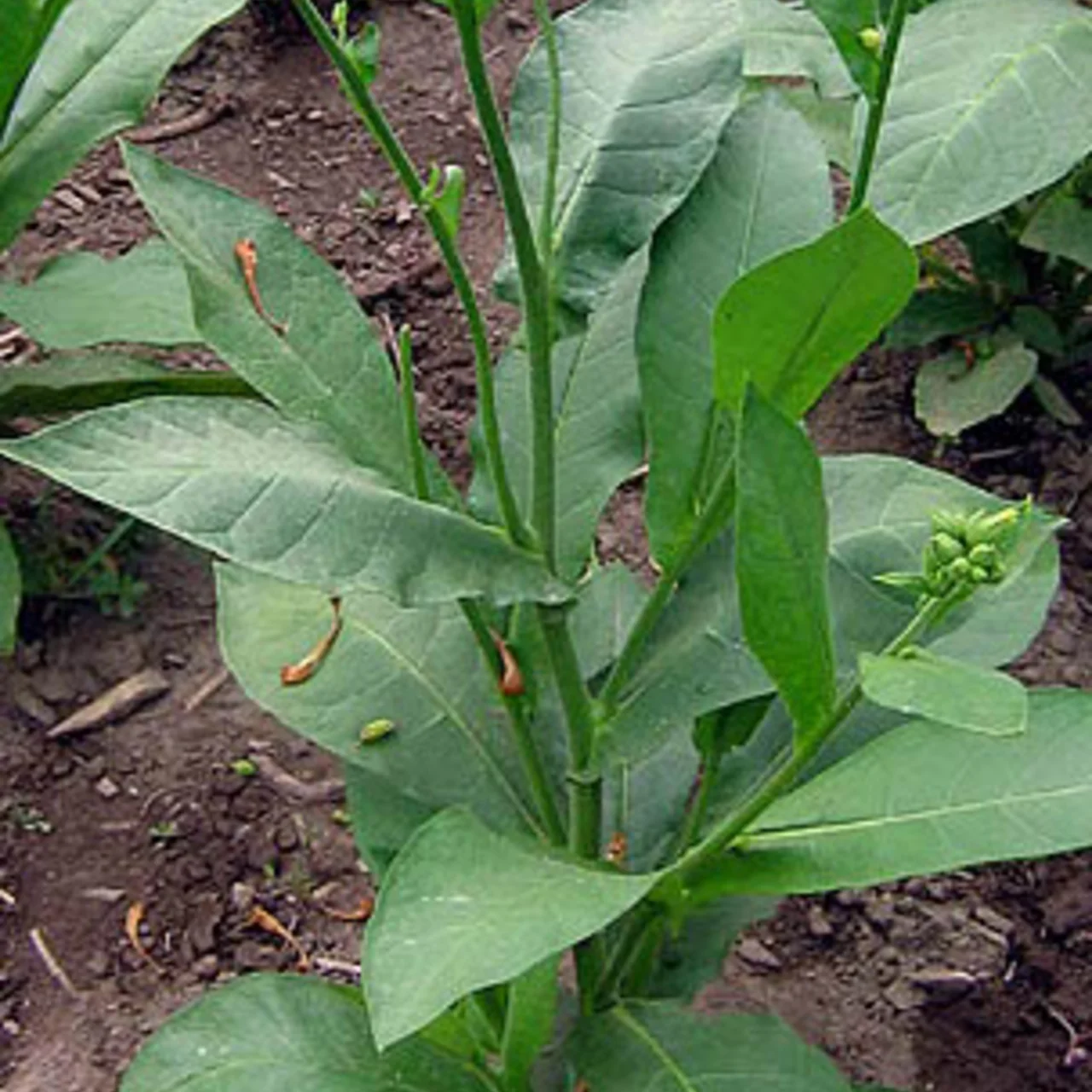 Tobacco - Hyang Cho | Association Kokopelli