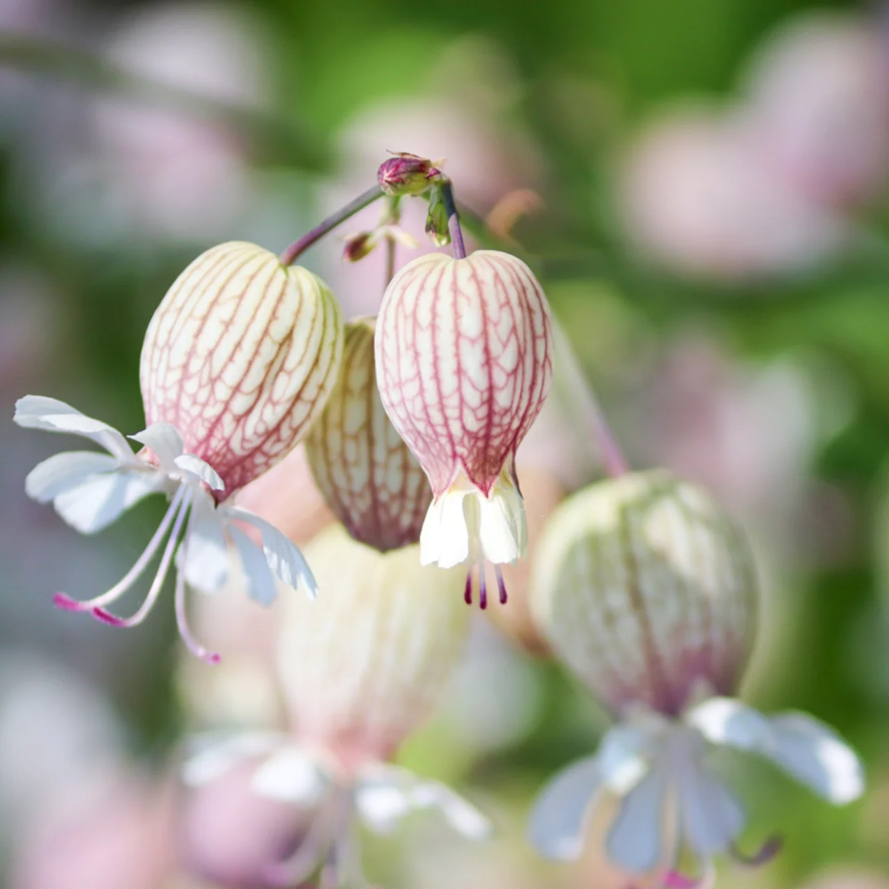 Heirloom Bladder Campion Silene Organic Seeds | Association Kokopelli