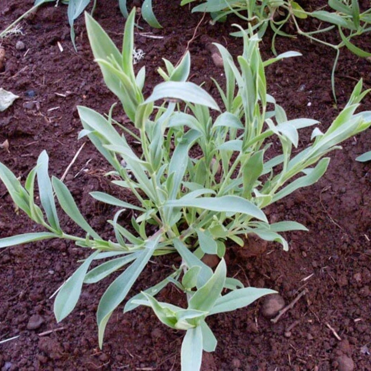Heirloom Bladder Campion Silene Organic Seeds | Association Kokopelli