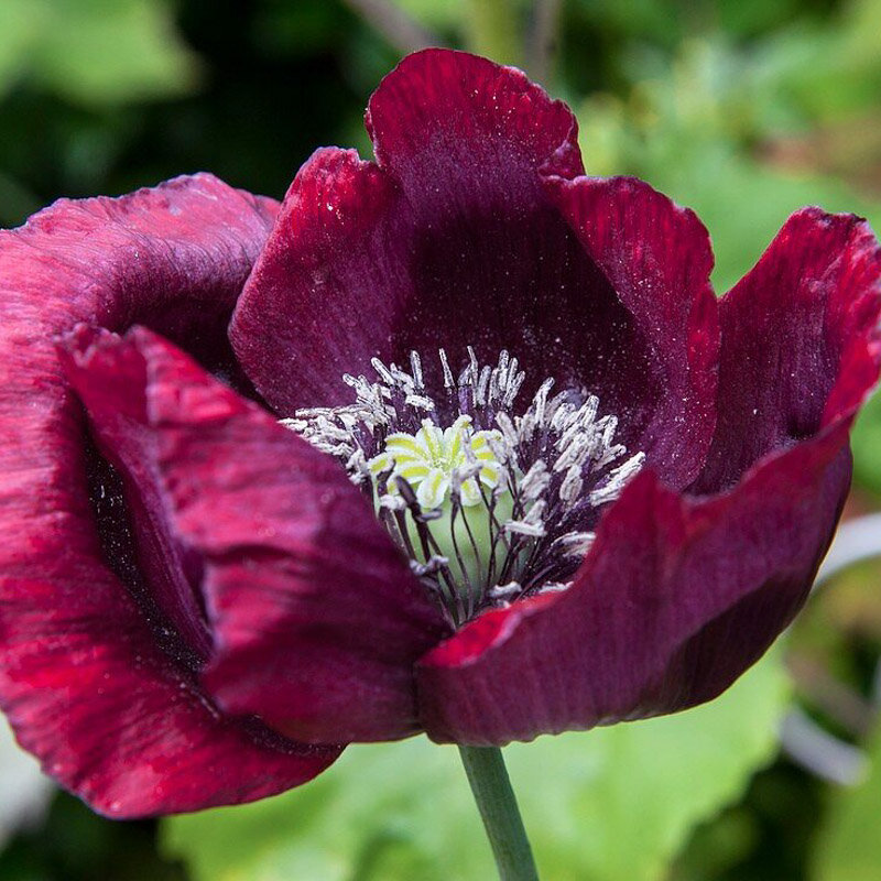 Heirloom Cherry Glow Poppies Organic Seeds | Association Kokopelli