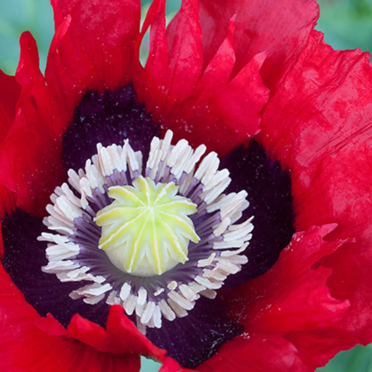 Heirloom Cherry Glow Poppies Organic Seeds | Association Kokopelli