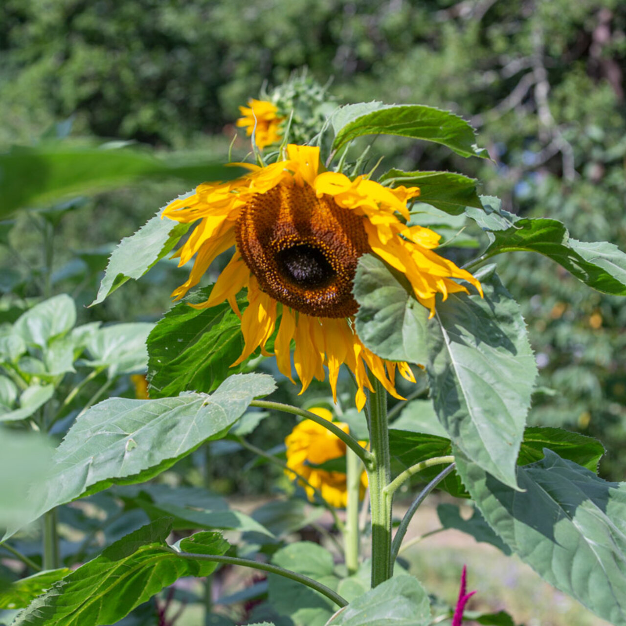 Heirloom Mammoth Sunflower seeds Organic Seeds