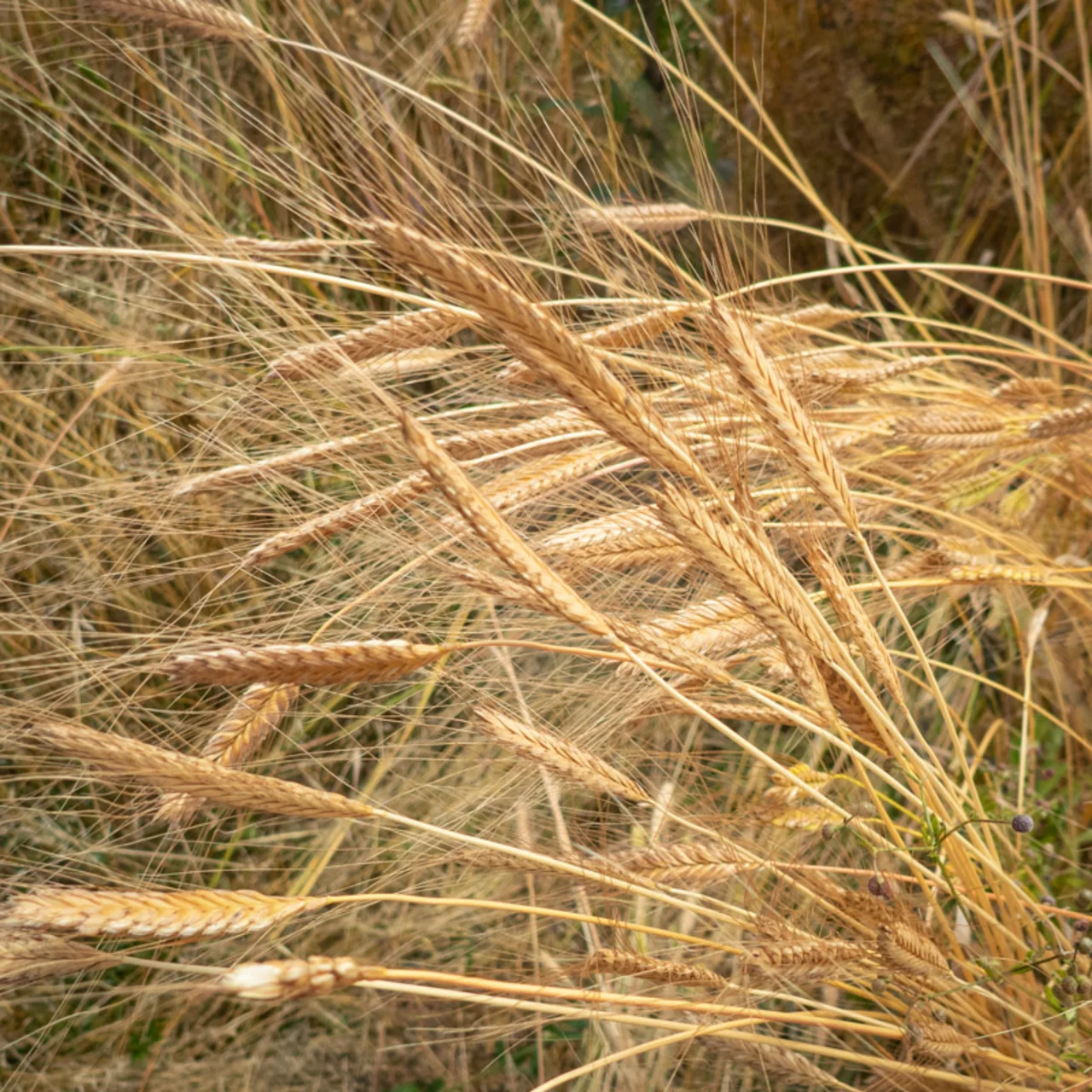 Wheat - Mix of Heirloom Wheats | Association Kokopelli