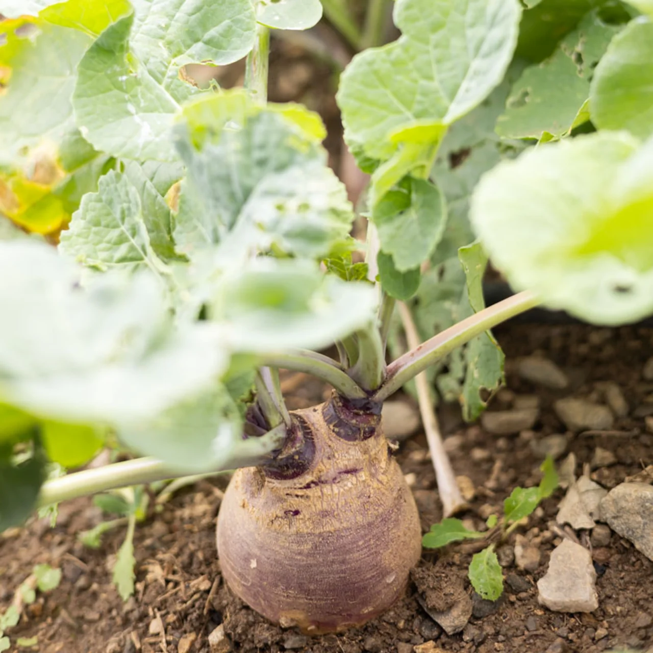 Heirloom Joan Rutabaga Organic Seeds | Association Kokopelli