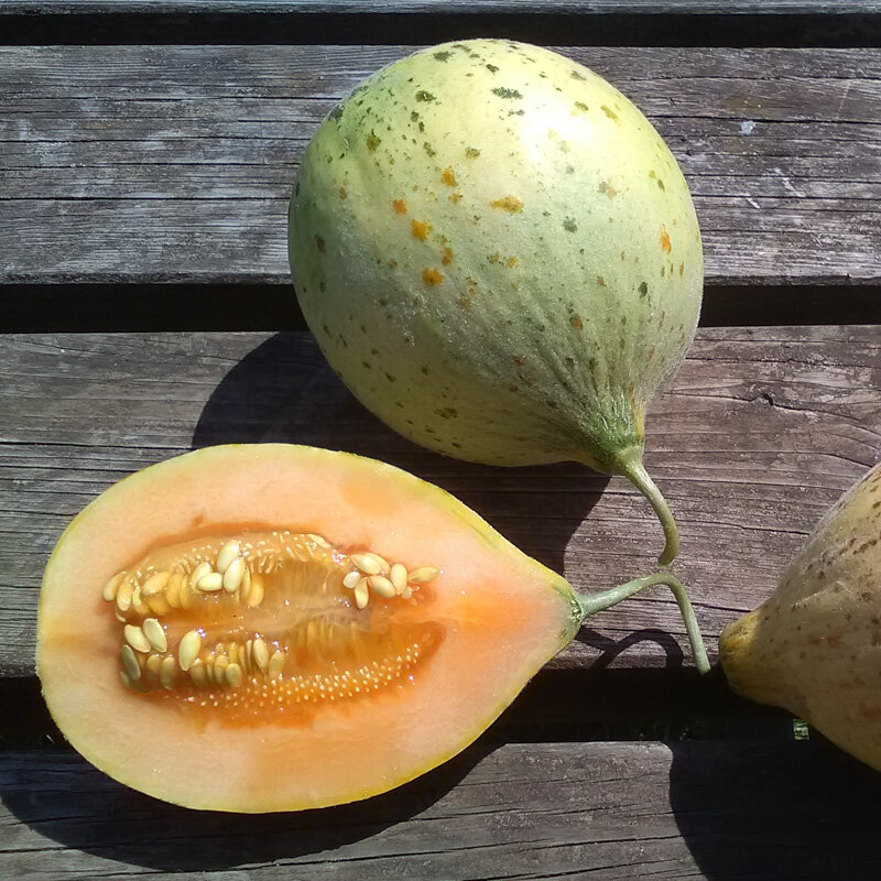 Heirloom Sweet Freckles Melons Organic Seeds | Association Kokopelli