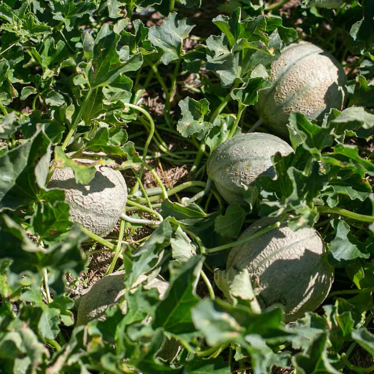 Heirloom Delicious 51 Melons Organic Seeds