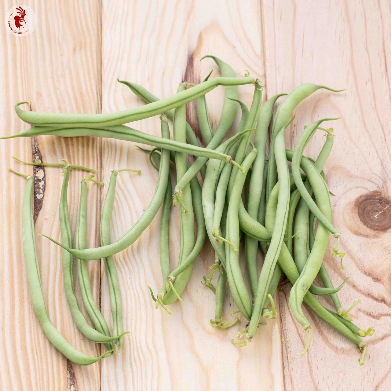 Haricot Mangetout à Rames - Emérite | Association Kokopelli