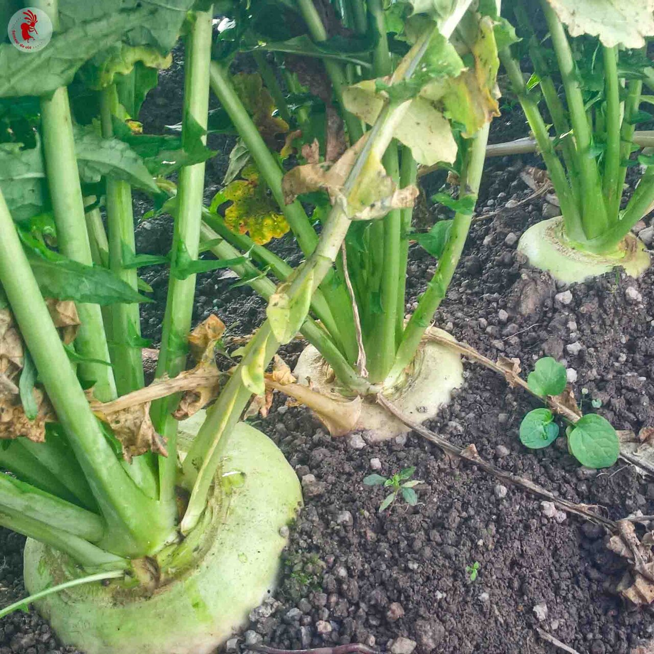 Heirloom Rave de Treignac Turnips Organic Seeds | Association Kokopelli