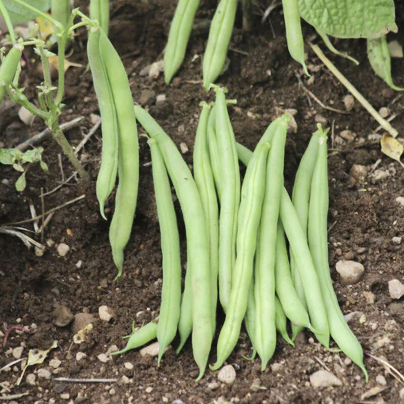 Haricot Mangetout Nain - Alice Sunshine | Association Kokopelli