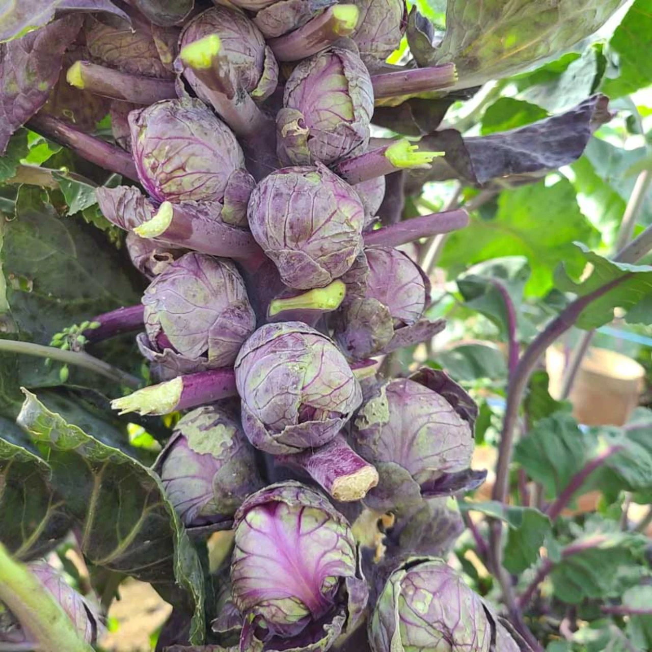 Heirloom Red Bull Brussels sprouts Organic Seeds | Association Kokopelli