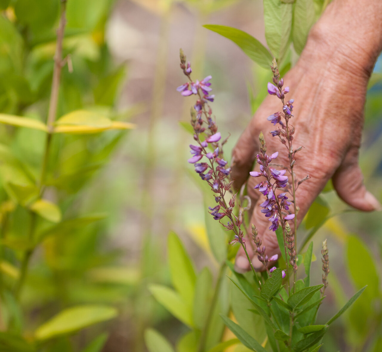Heirloom Desmodium canadense Desmodium Organic Seeds | Association ...