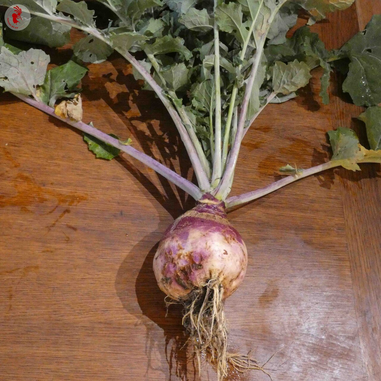Heirloom Ounakollane Rutabaga Organic Seeds | Association Kokopelli