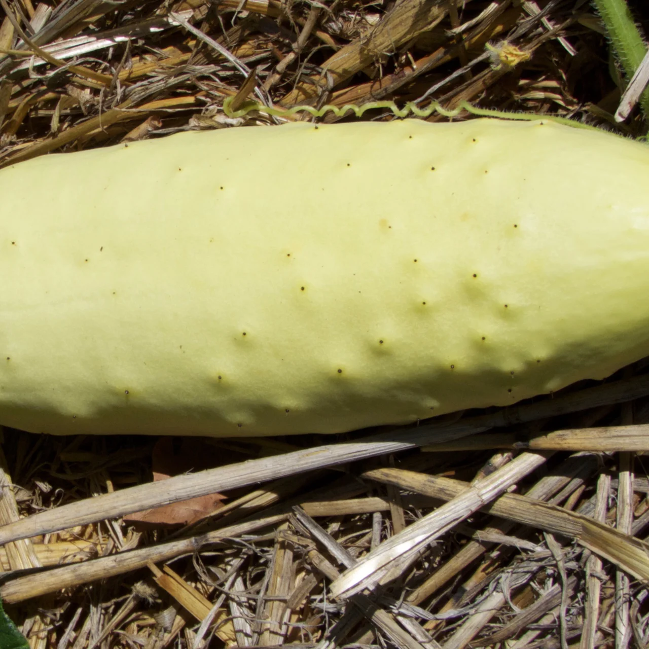 Heirloom Hmong Red Cucumbers Organic Seeds