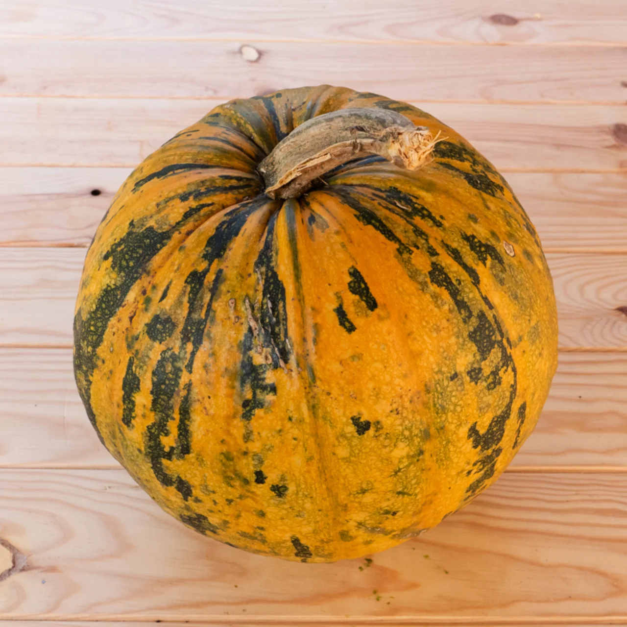 Heirloom Styrian Hulless Pepo squash Organic Seeds | Association Kokopelli