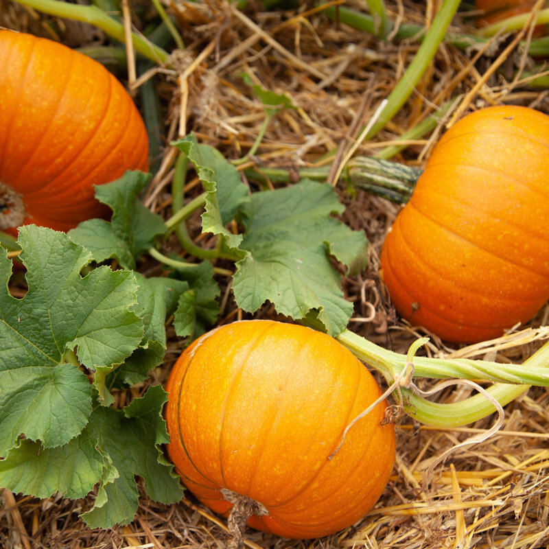 Heirloom Baby Pam Pepo squash Organic Seeds | Association Kokopelli