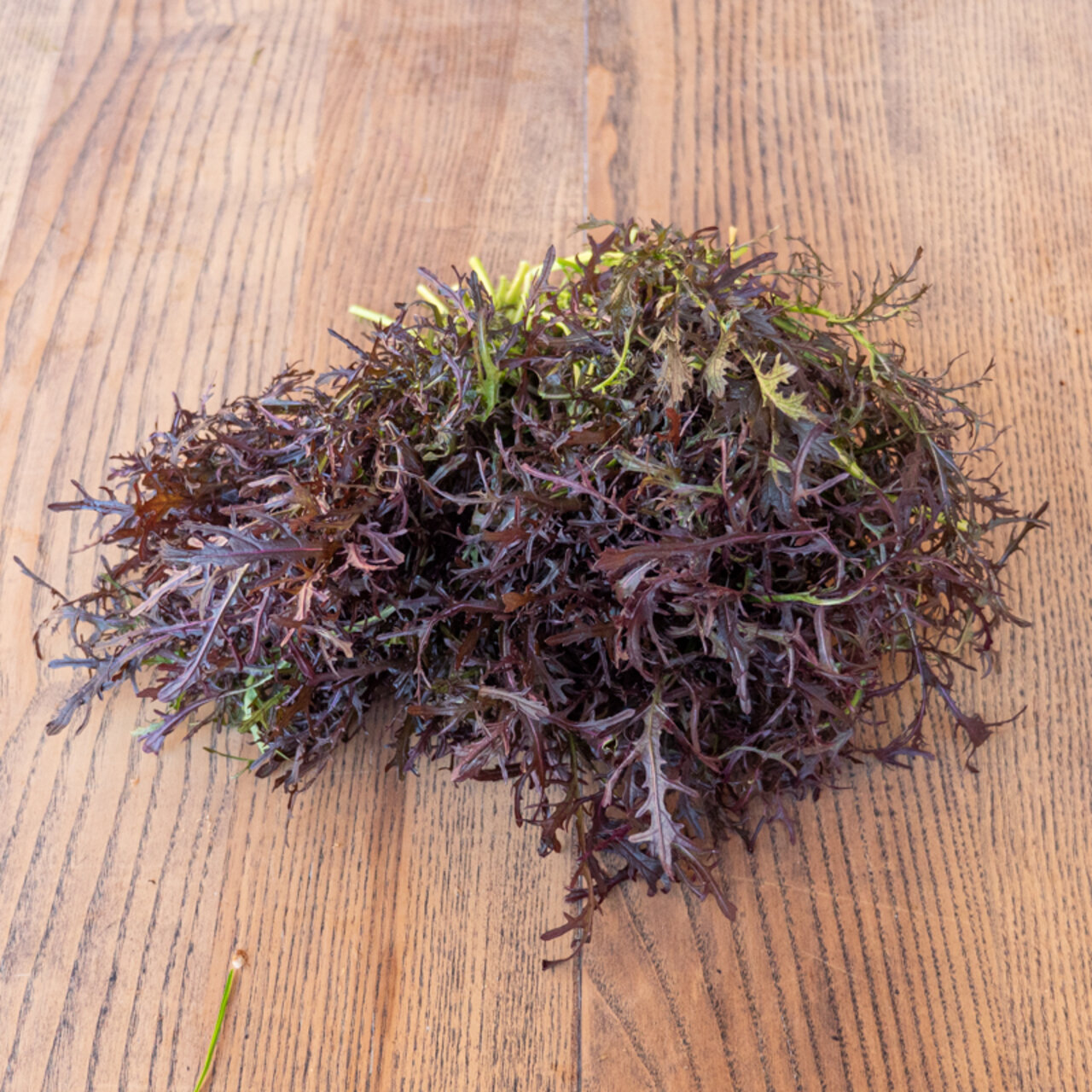 Indian mustard - Ruby Streaks | Association Kokopelli