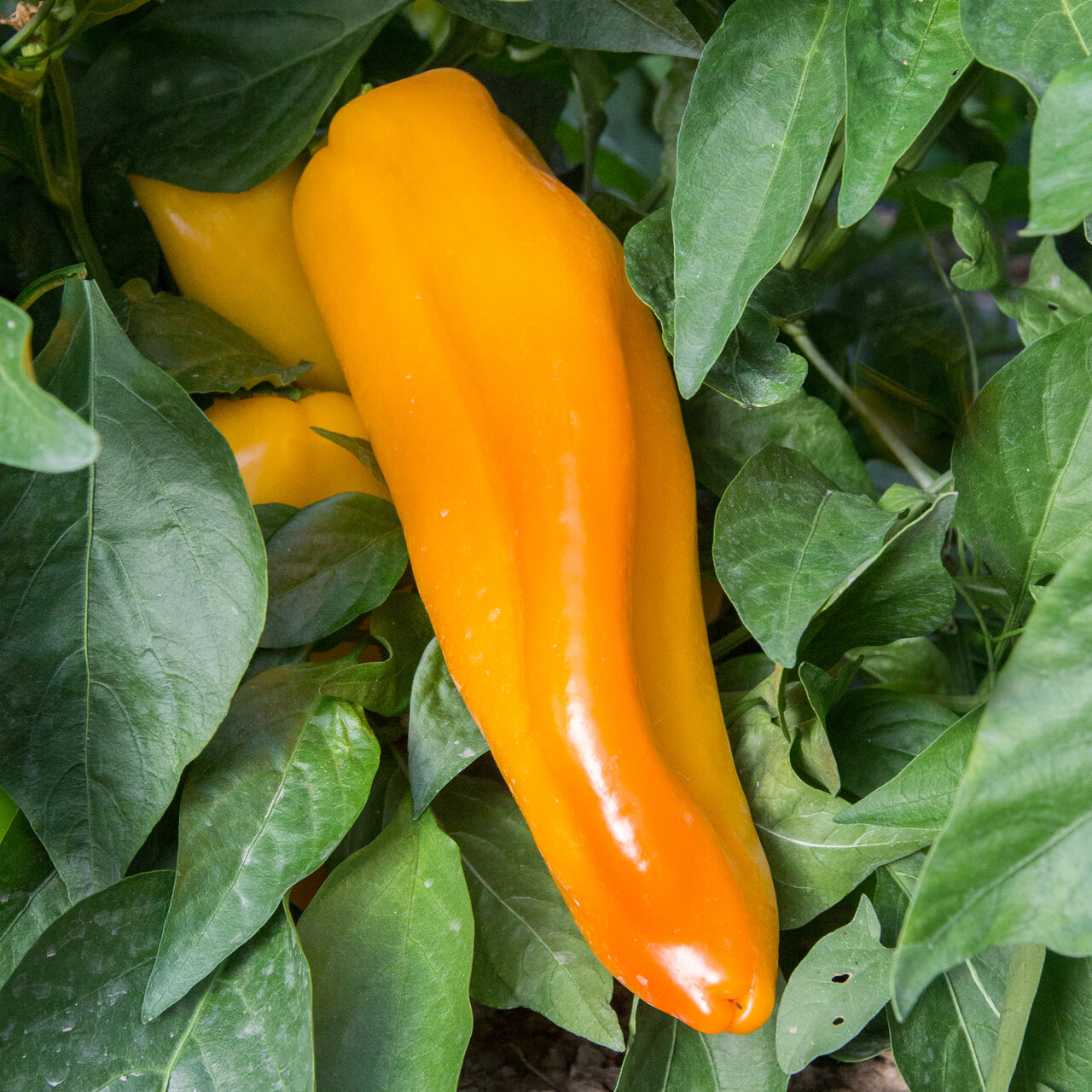 Heirloom Italian Yellow Marconi Peppers Organic Seeds | Association ...