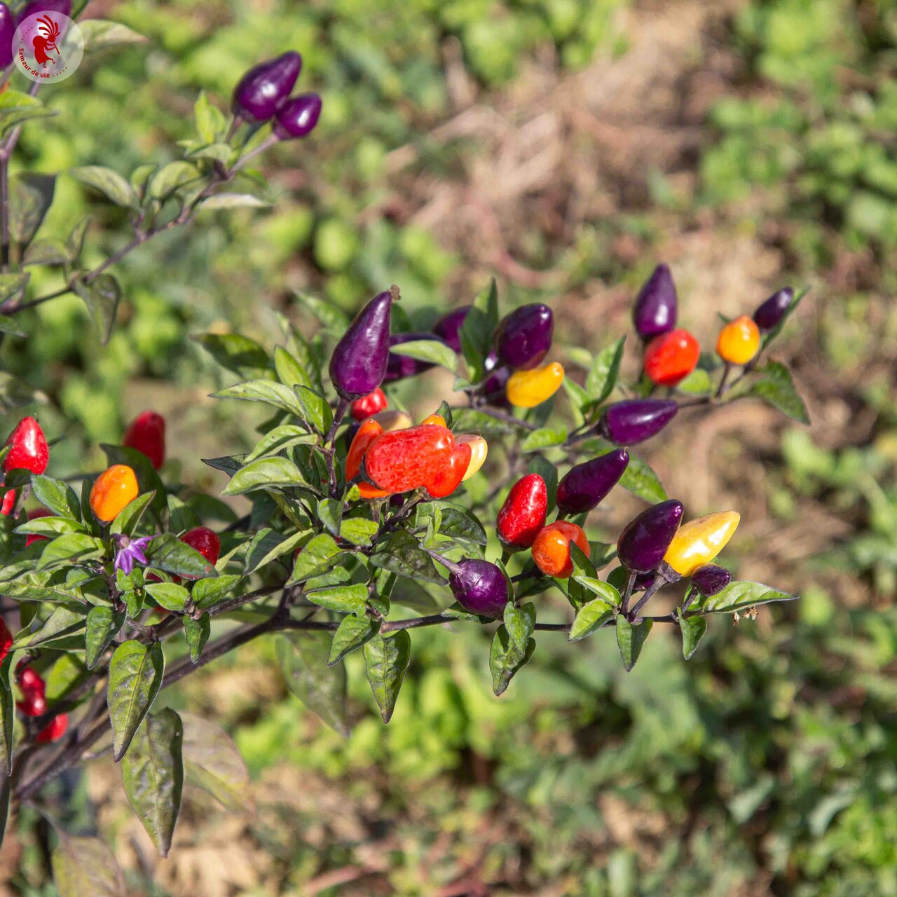 Heirloom Chinese Five Colors Peppers Organic Seeds | Association Kokopelli