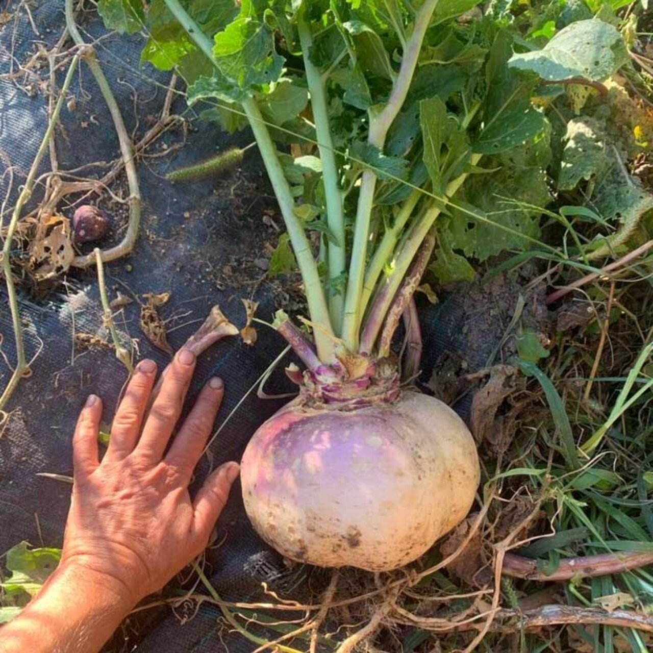 Heirloom Red Top Norfolk Turnips Organic Seeds | Association Kokopelli