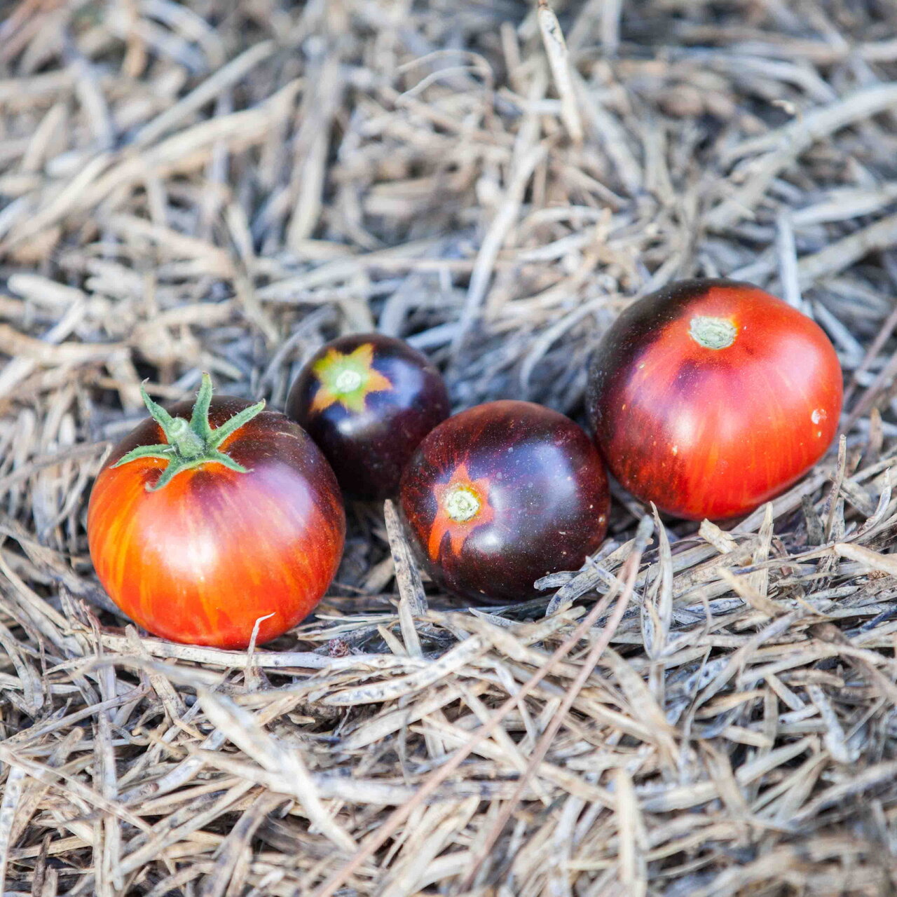Heirloom Black Shadow Tomatoes Organic Seeds | Association Kokopelli