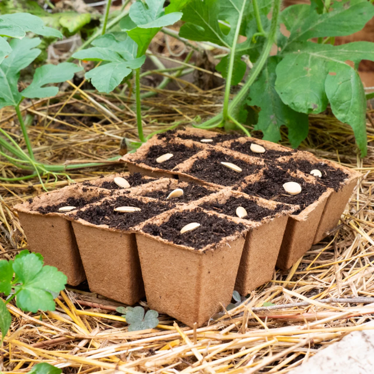 Seedling accessory - Plates 12 biodegradable planting squares - set of ...