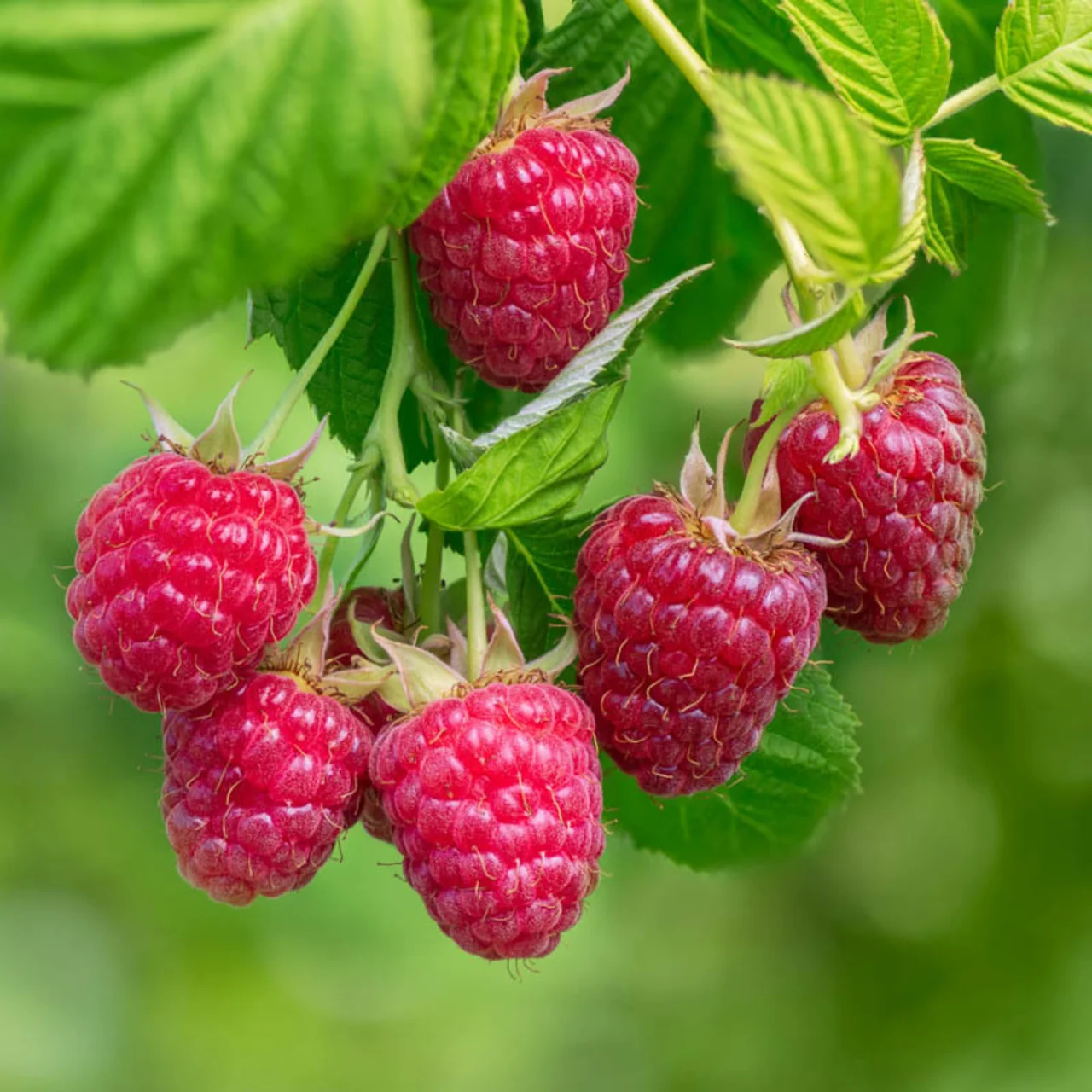 Raspberry - Raspberry Willamette 2 organic plants