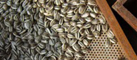 Heirloom Seeds Organic Seeds